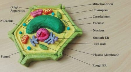 25 Creative Plant Cell Project Ideas - Theresa Reviews
