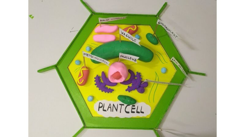 25 Creative Plant Cell Project Ideas - Theresa Reviews