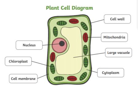 25 Creative Plant Cell Project Ideas - Theresa Reviews
