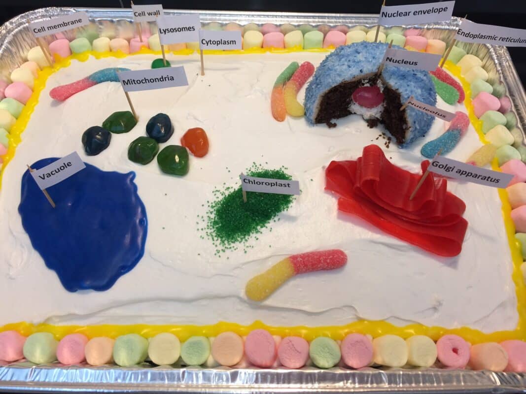 25 Creative Plant Cell Project Ideas - Theresa Reviews
