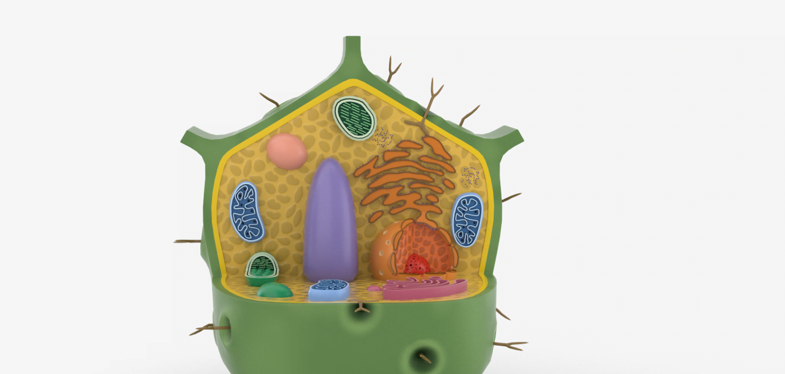 25 Creative Plant Cell Project Ideas - Theresa Reviews