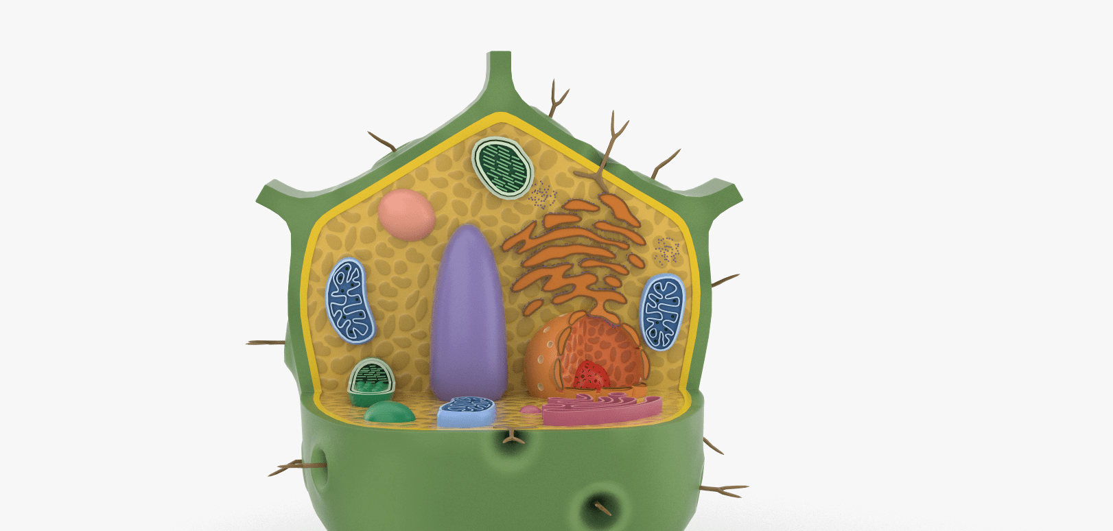 25 Creative Plant Cell Project Ideas - Theresa Reviews