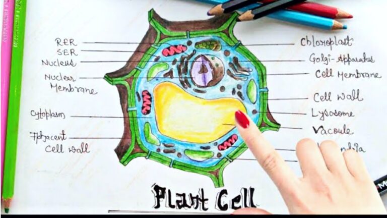 25 Creative Plant Cell Project Ideas - Theresa Reviews