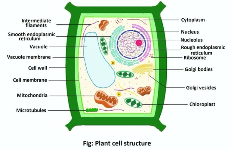 25 Creative Plant Cell Project Ideas - Theresa Reviews