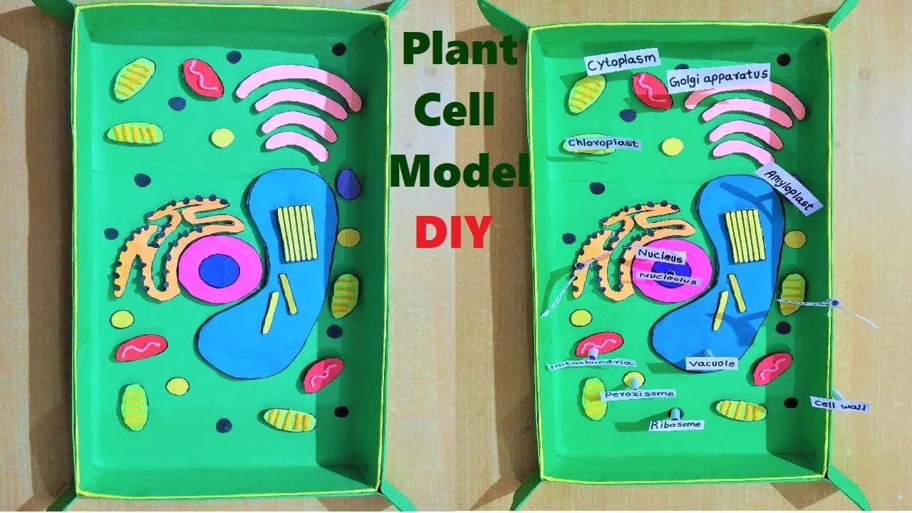 25 Creative Plant Cell Project Ideas - Theresa Reviews