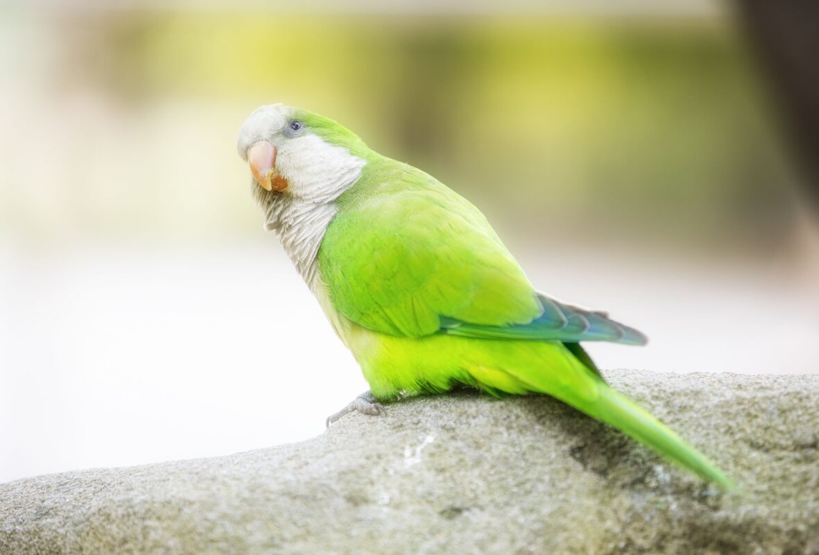 33 Animals That Start with the Letter Q - Theresa Reviews