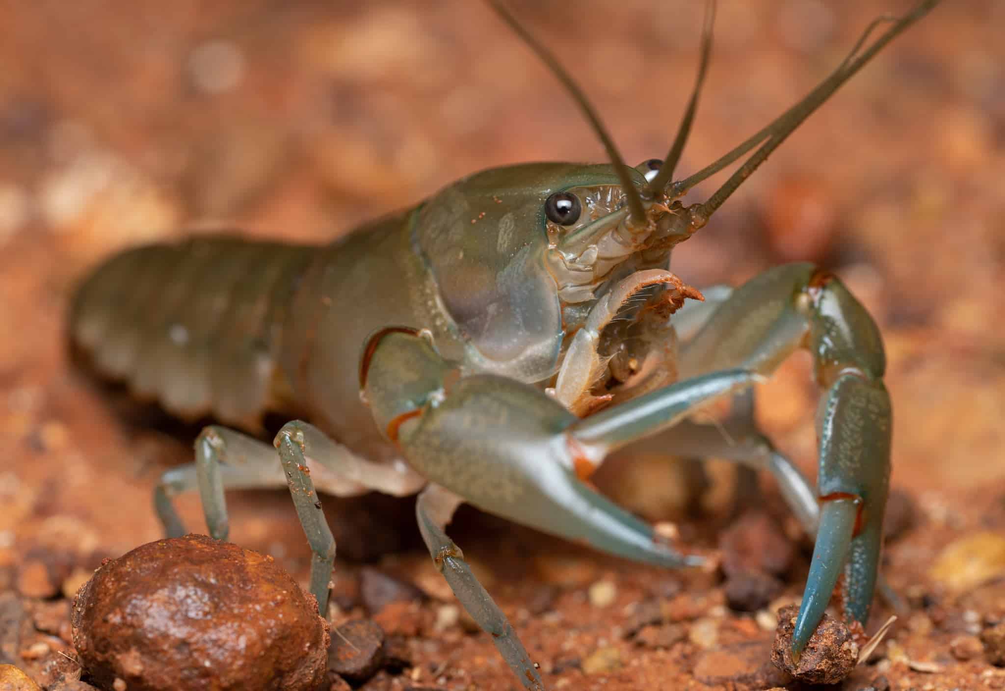 33 Animals That Start with the Letter Y - Theresa Reviews