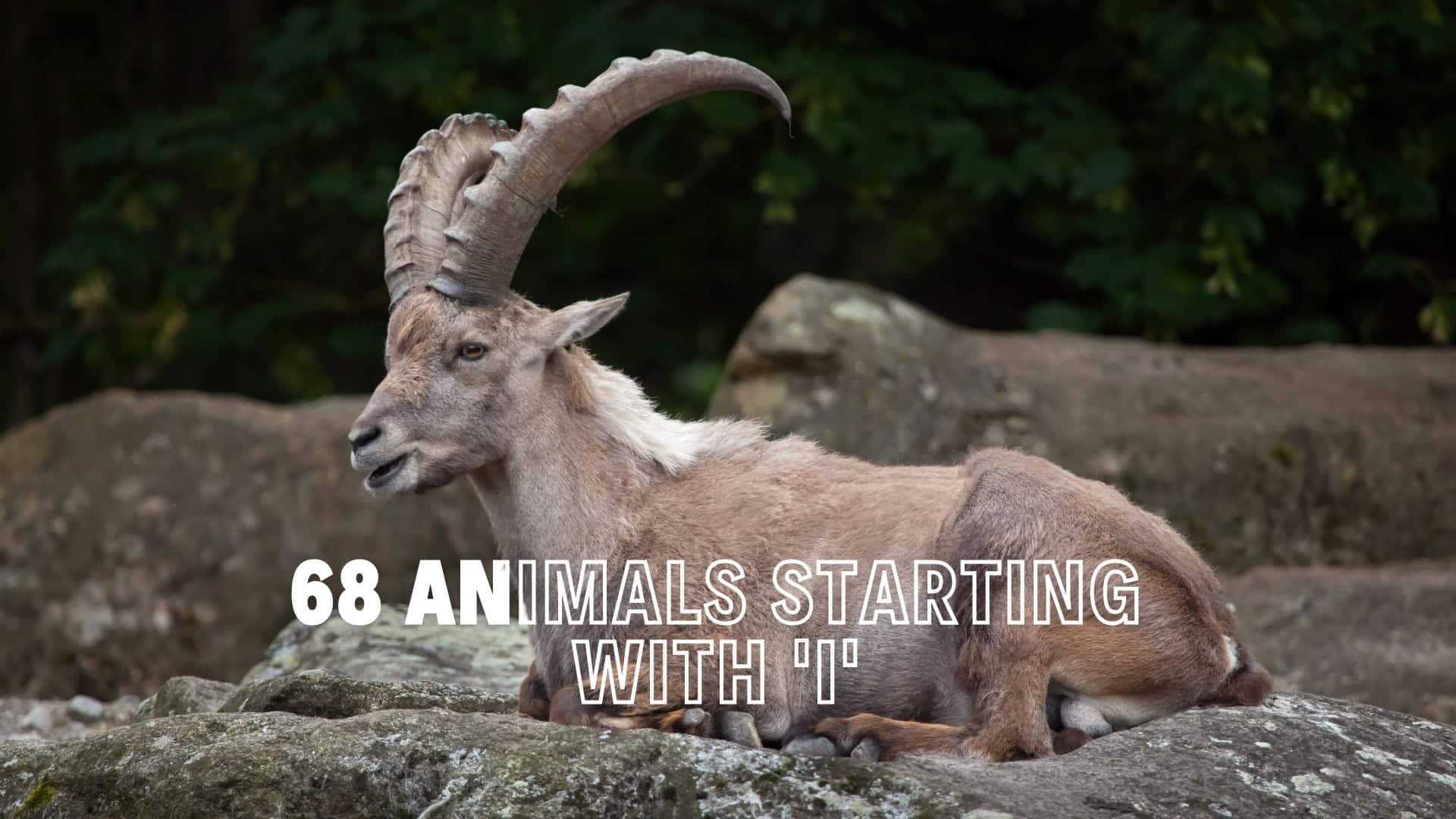 68 Animals That Start with I - Theresa Reviews