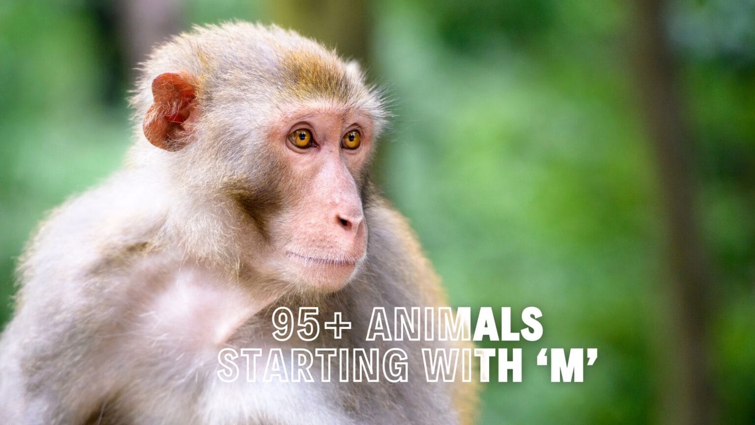 95+ Animals that Start with M - Theresa Reviews