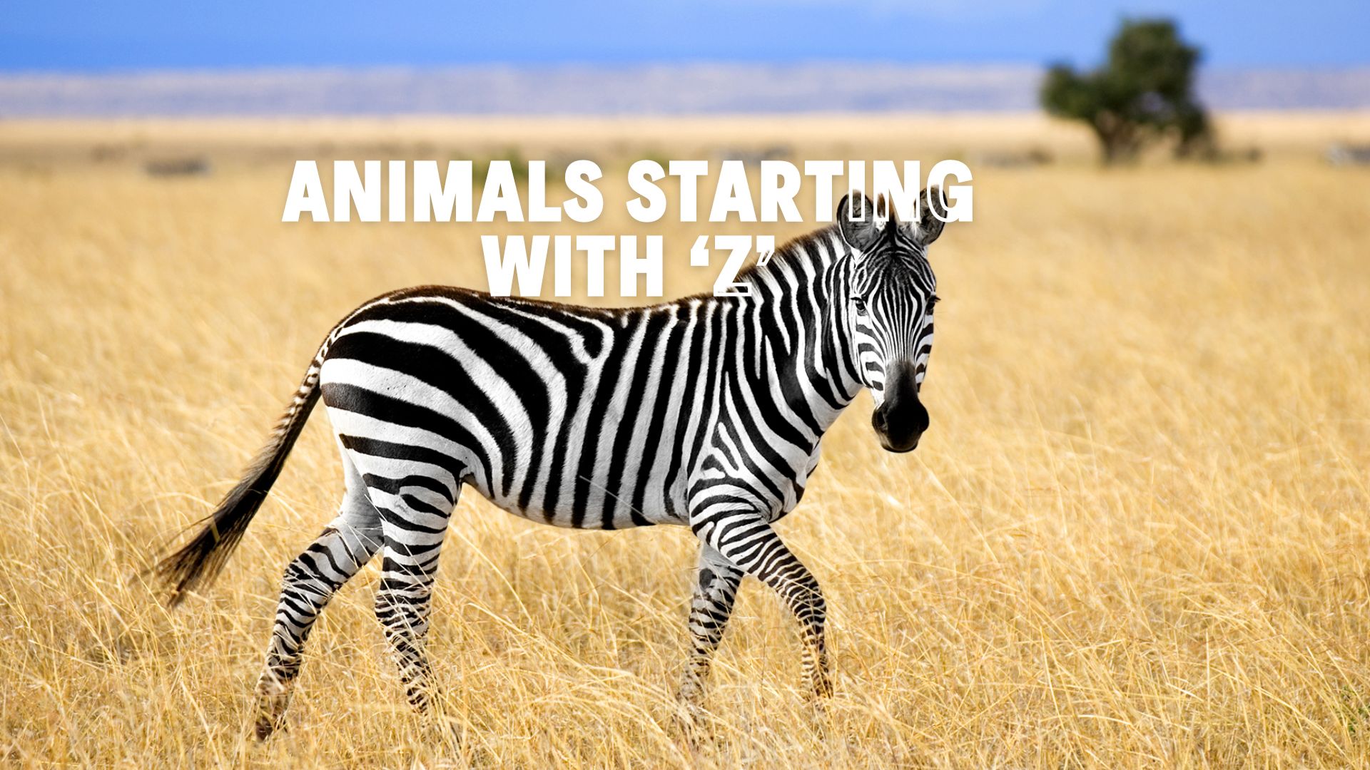 40 Animals that Start with Z - Theresa Reviews
