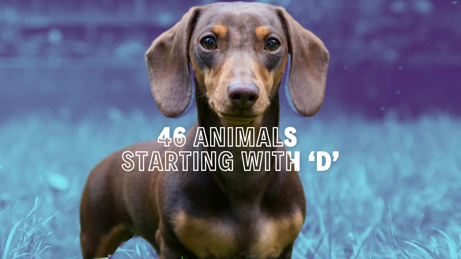 46 Animals that Begin with The Letter D - Theresa Reviews