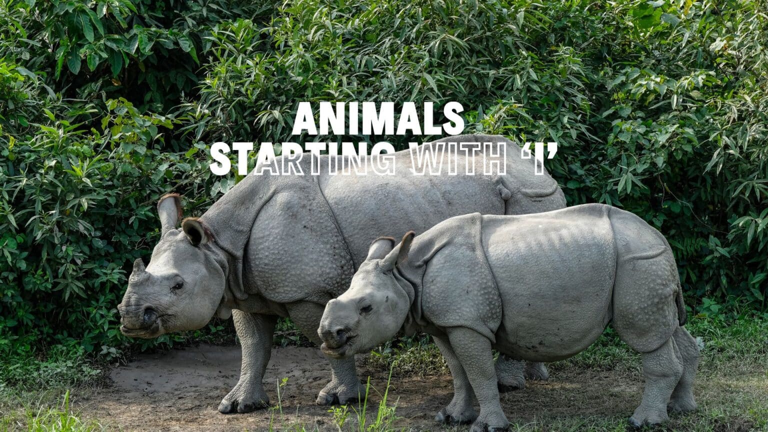 195 Animals that Start with I You May Not Know About - Theresa Reviews