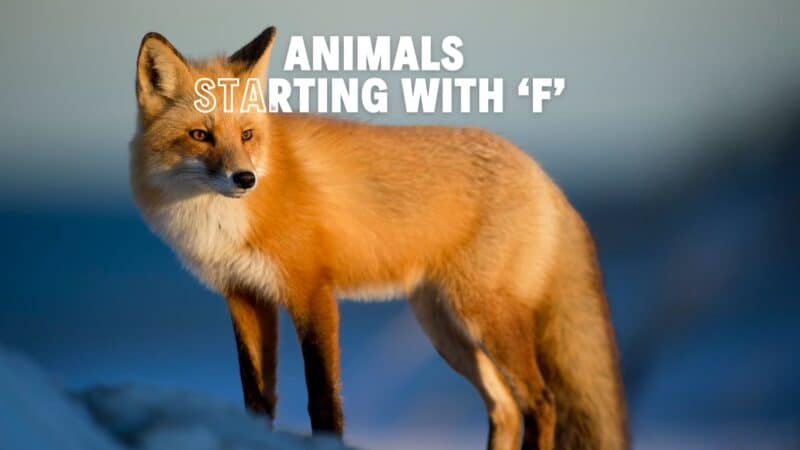 266 Animals that Start with Letter F - Theresa Reviews