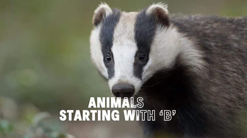456 Animals that Start with The Letter B - Theresa Reviews