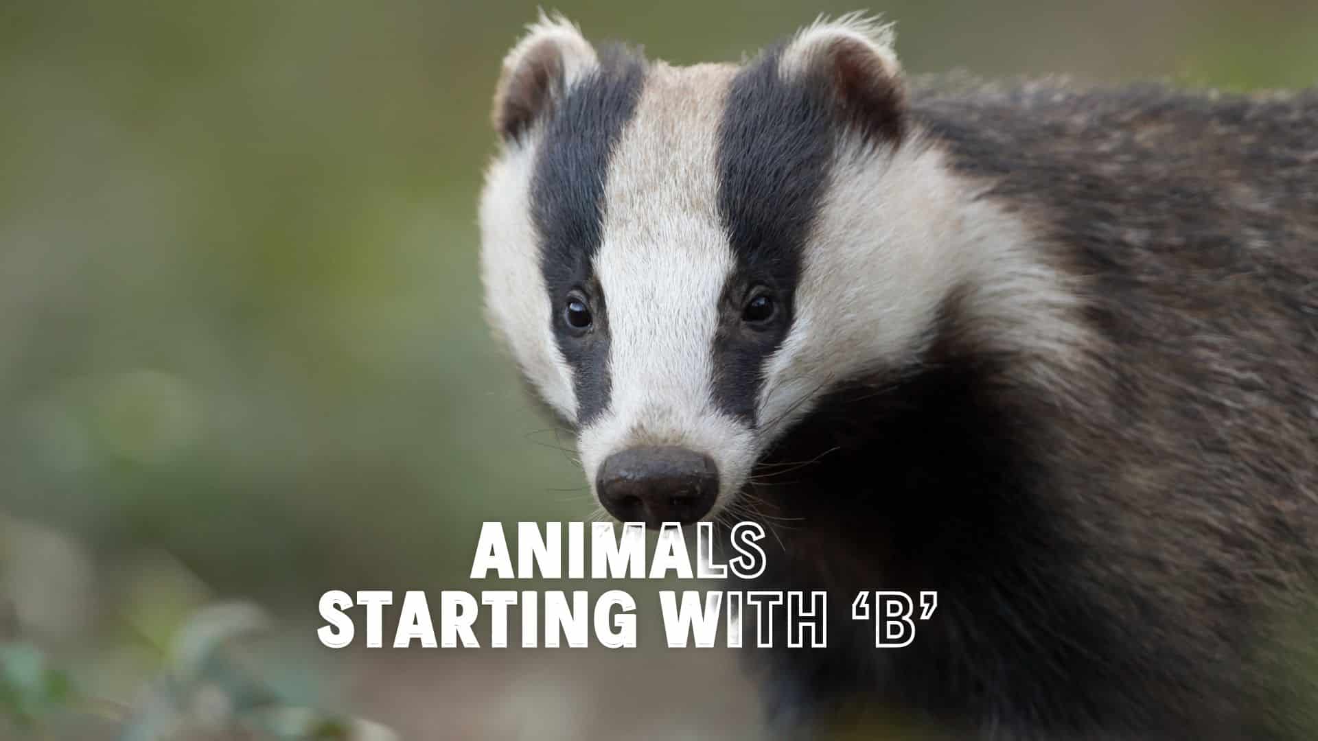 456 Animals that Start with The Letter B - Theresa Reviews