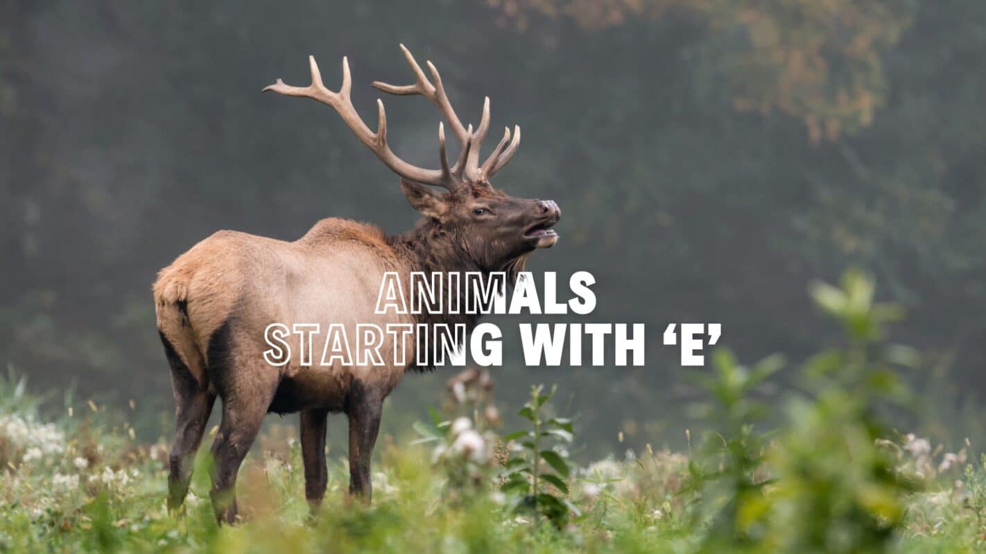 149 Animals that Start with The Letter E - Theresa Reviews