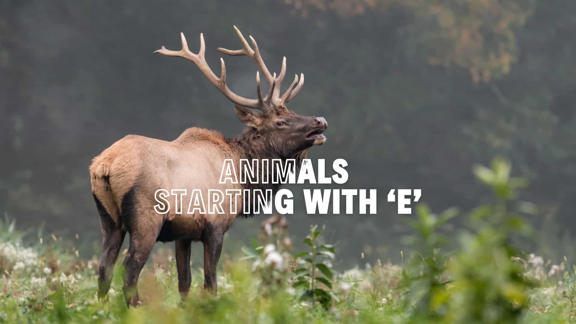 149 Animals that Start with The Letter E - Theresa Reviews